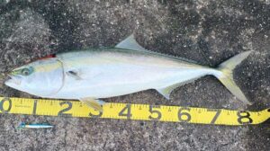 【実釣レビュー】シマノ「24コルトスナイパーSS S100MH」で80cm超のブリ獲った！